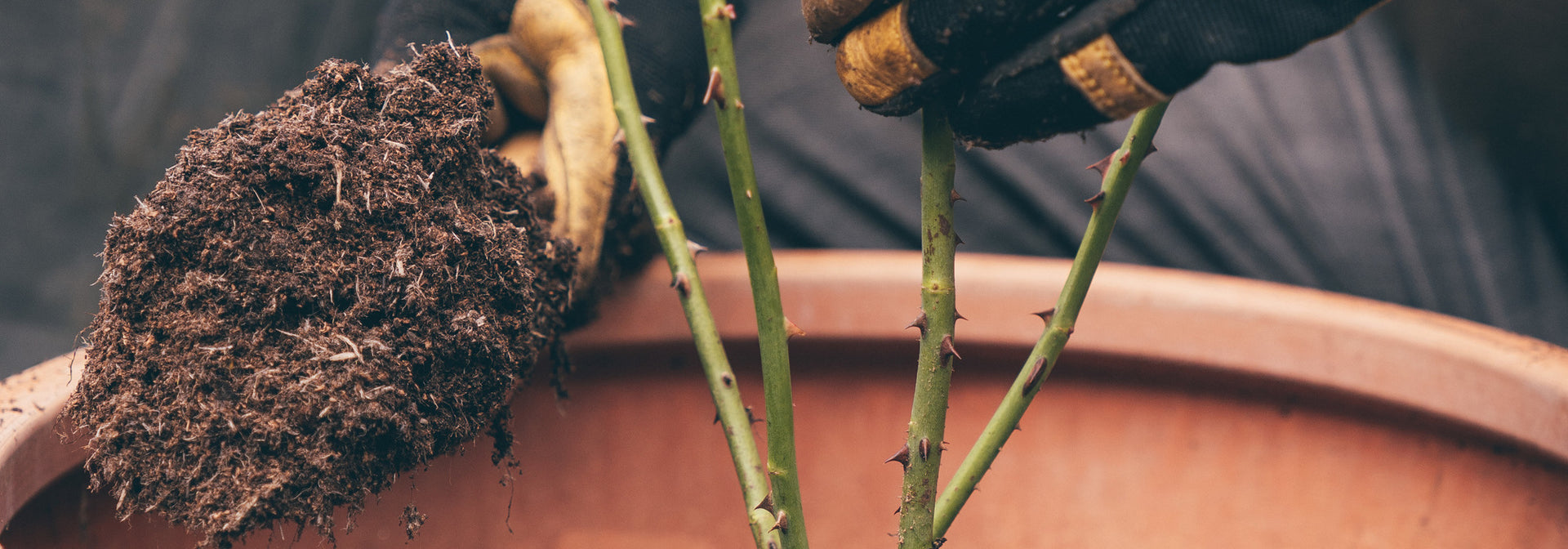 Planting Bare Root Shrub Roses in a Pot: Step-by-Step | David Austin