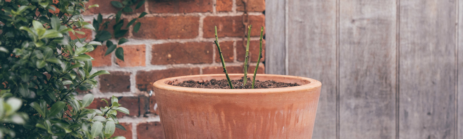 Planting Bare Root Climbing Roses in a Pot | David Austin