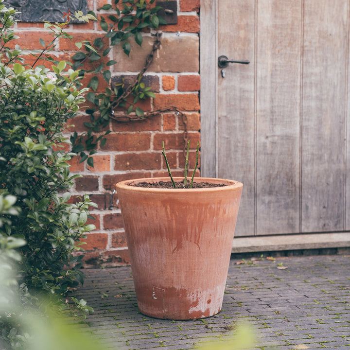 Planting Bare Root Climbing Roses in a Pot | David Austin