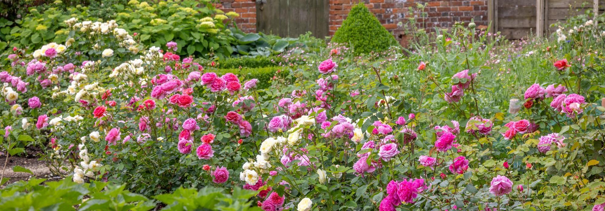 A Guide to Rose Planting Distances | David Austin
