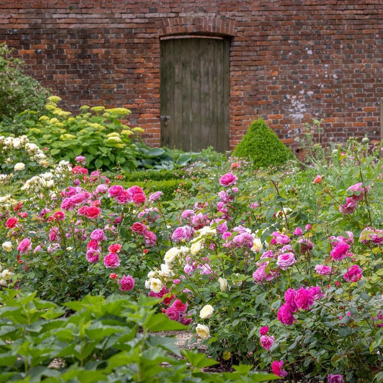 A Guide to Rose Planting Distances | David Austin