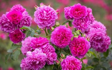 English Roses Fit for a King: Honouring Trooping the Colour and His Ma