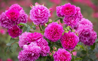 English Roses Fit for a King: Honouring Trooping the Colour and His Ma