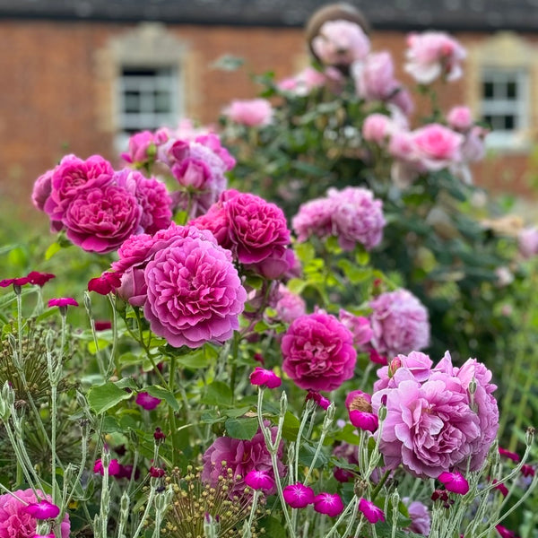 Container Gardening Bundle | David Austin Roses