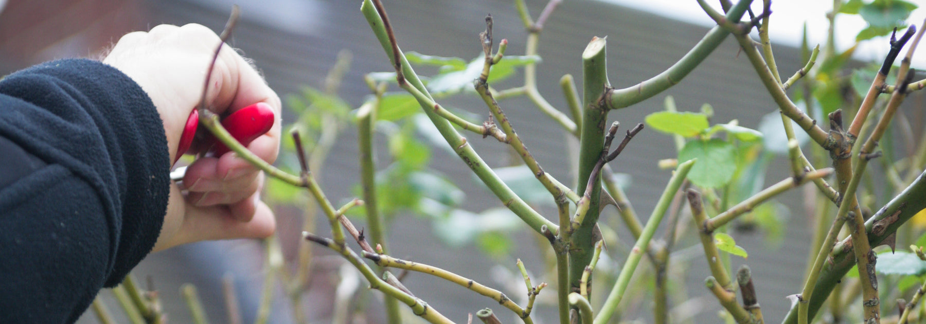 How to Prune a Standard Tree Rose | David Austin