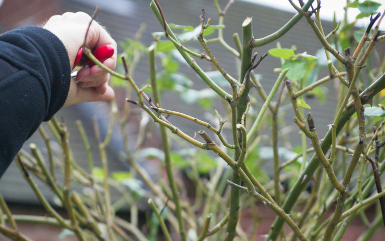 Pruning Roses: A Guide for the Season Ahead | David Austin