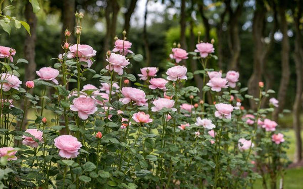 English Roses Fit for a King: Honouring Trooping the Colour and His Ma
