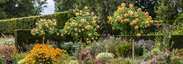 Designing with Standard Roses | David Austin