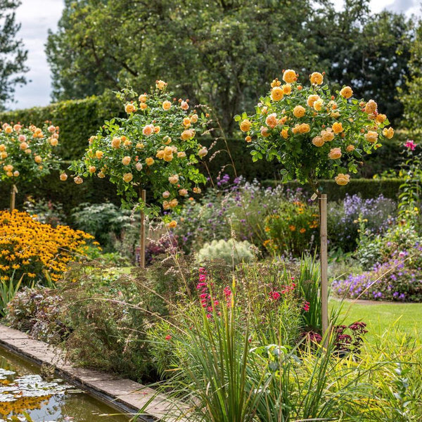 Designing with Standard Roses | David Austin