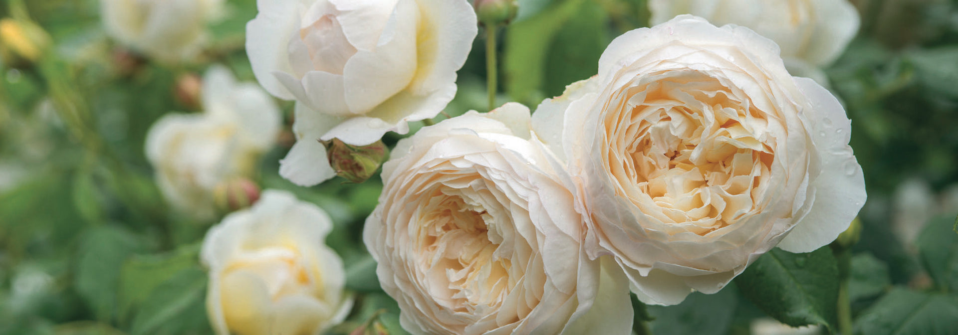 Roses in the Shadow: English Roses for Shaded Spots | David Austin