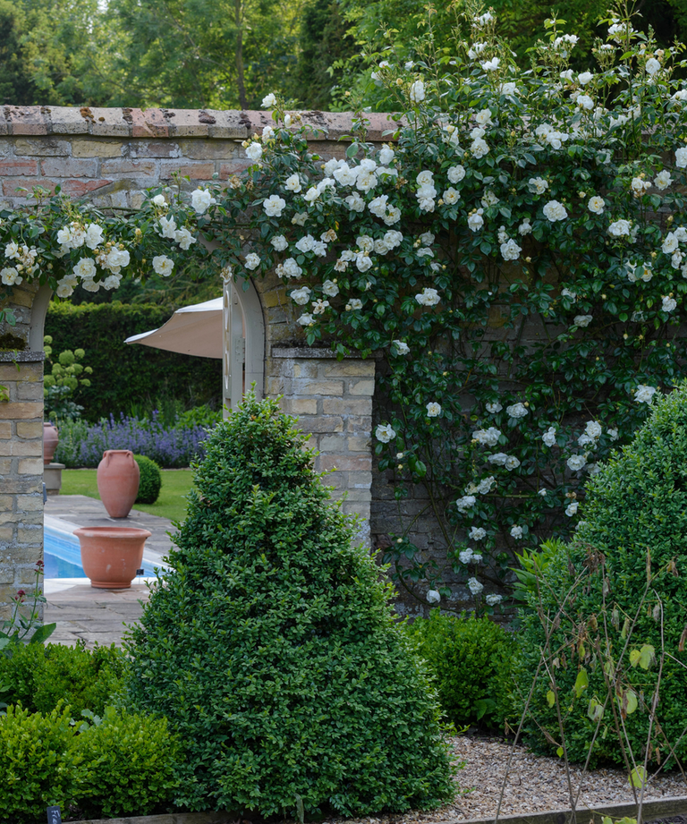 Transform Walls with Climbing Roses