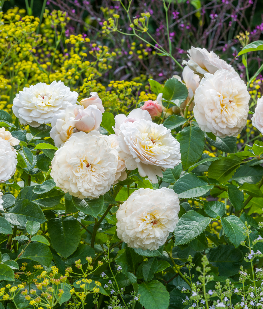 David Austin Roses - Bare root roses, Container roses, English Roses