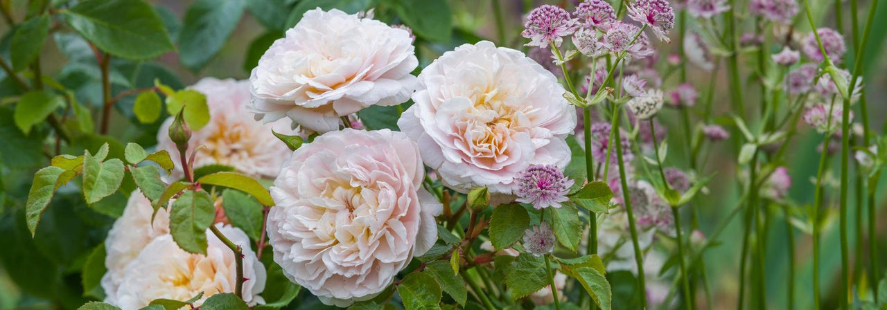Soft Hues, Enduring Spirit: Emily Brontë in the Garden | David Austin