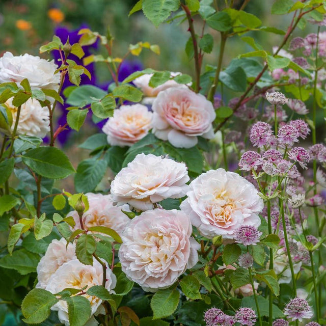 Soft Hues, Enduring Spirit: Emily Brontë in the Garden | David Austin