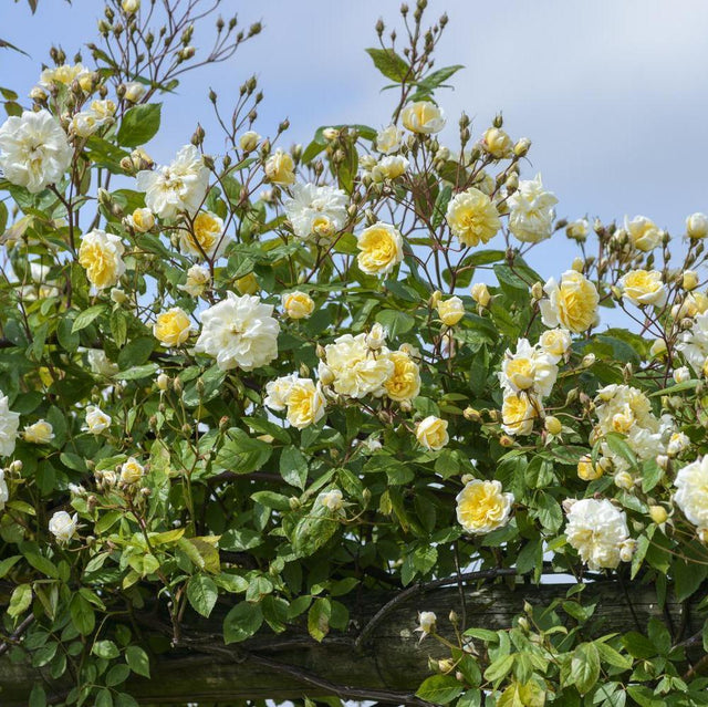 Two Ways Up: Climbing Roses and Ramblers Explained | David Austin
