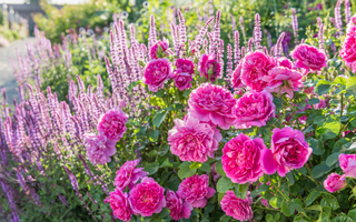 Flowers Fit for a King: Celebrating King Charles III Birthday with Roy