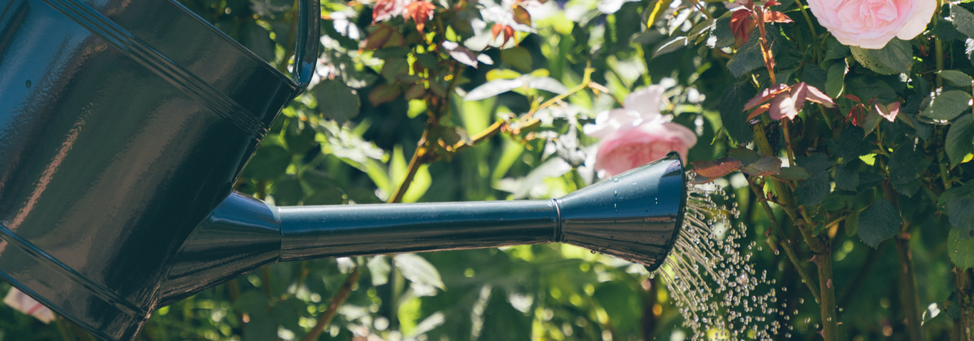 How To Water Your Rose