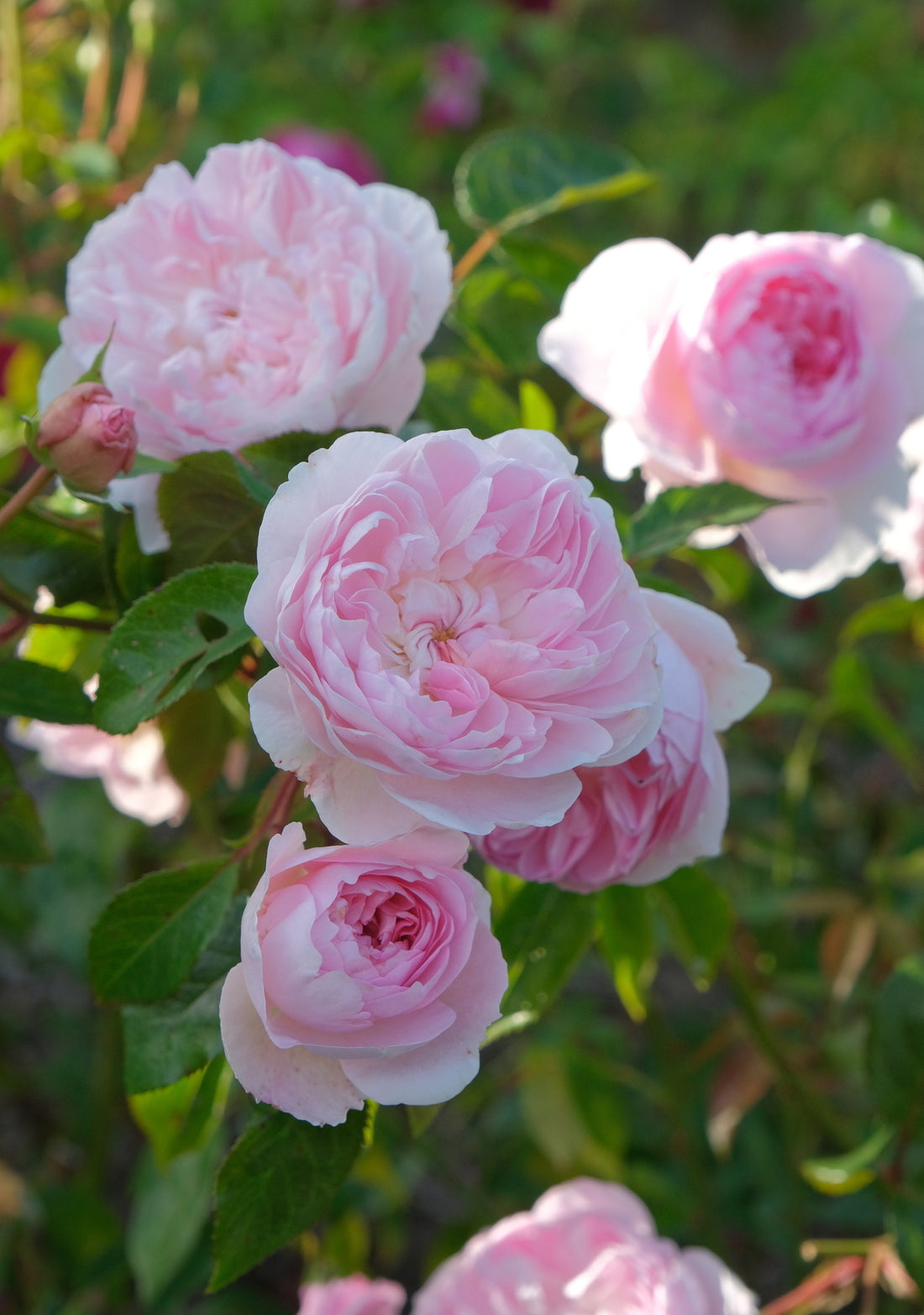 Roses in the Shadow: English Roses for Shaded Spots | David Austin