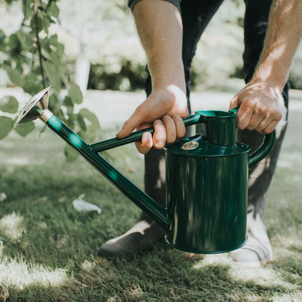 Benjamin Britten | English Shrub Rose | David Austin Roses