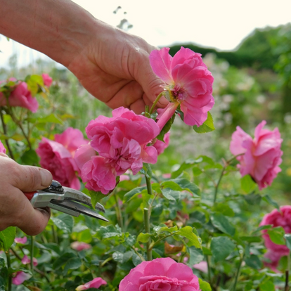 Roses Suitable for Zones 10 to 11 - David Austin Roses