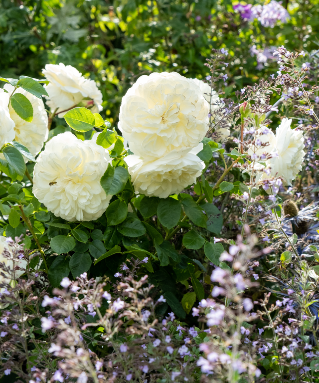 Planting Elegant White English Roses