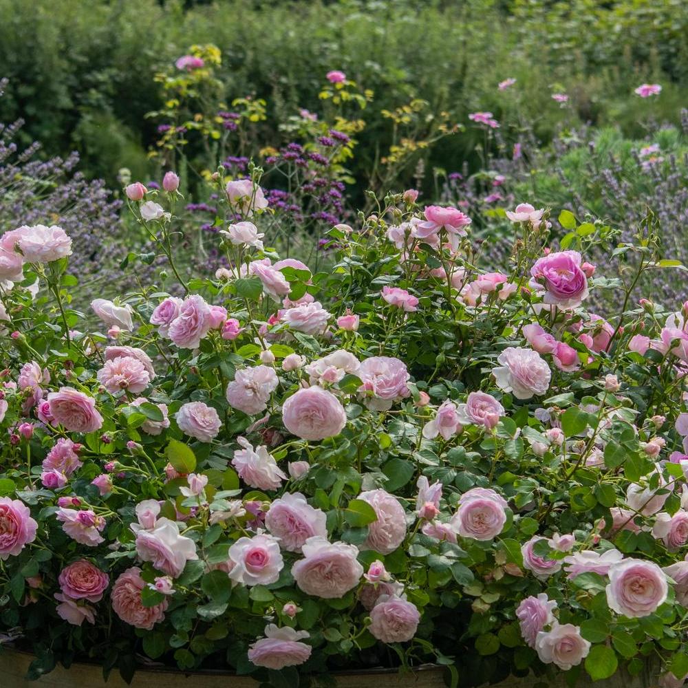 How To Plant Bare Root Shrub Rose With Confidence