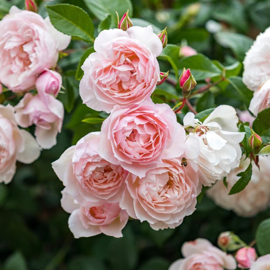 An English Rose Garden Fit for a Period Drama | David Austin