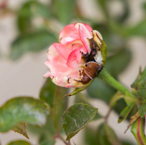 Thrips and Roses: When Buds Refuse to Bloom | David Austin