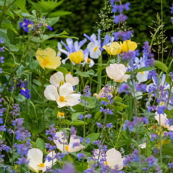 Roses Suitable for Zones 6 to 7 - David Austin Roses