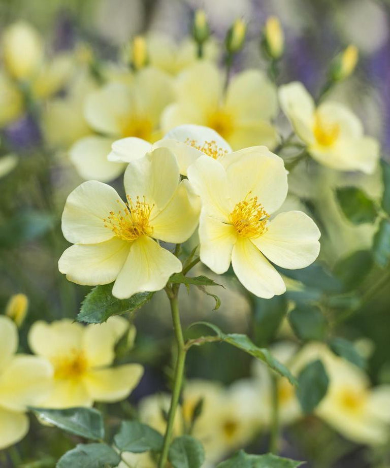 David Austin Roses - Bare root roses, Container roses, English Roses