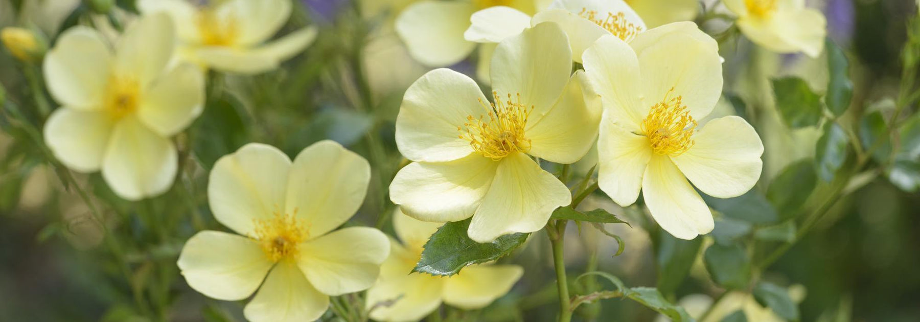 David Austin Roses - Bare root roses, Container roses, English Roses
