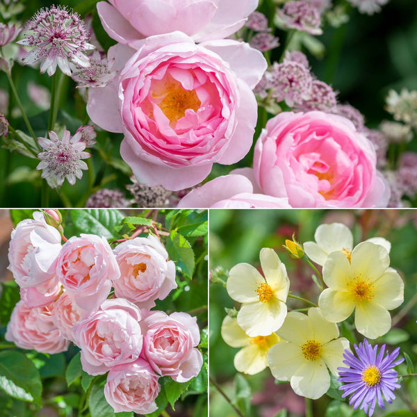 Perfect for Pollinators Bundle | David Austin