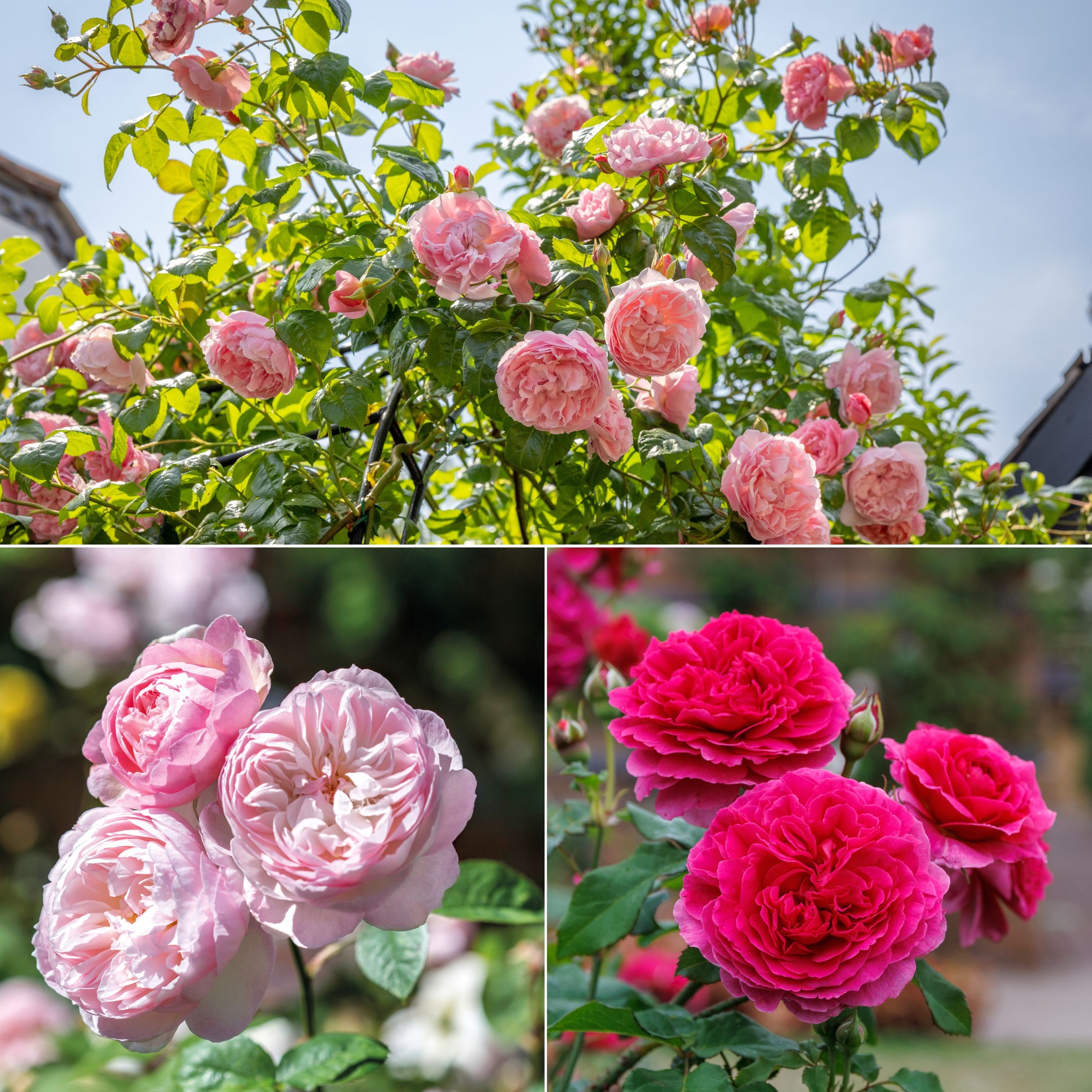Rose Bundles