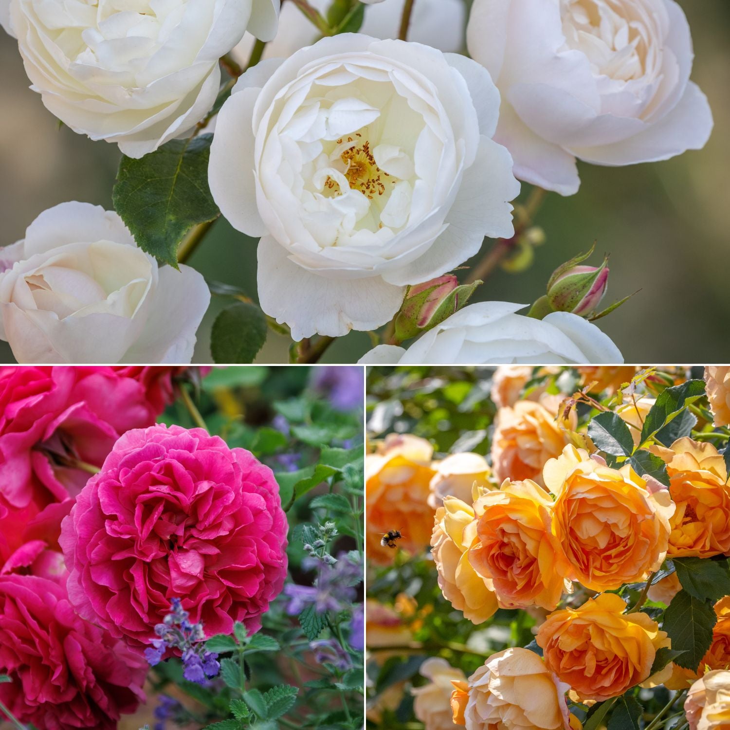 English Rose Hedge Bundle | David Austin