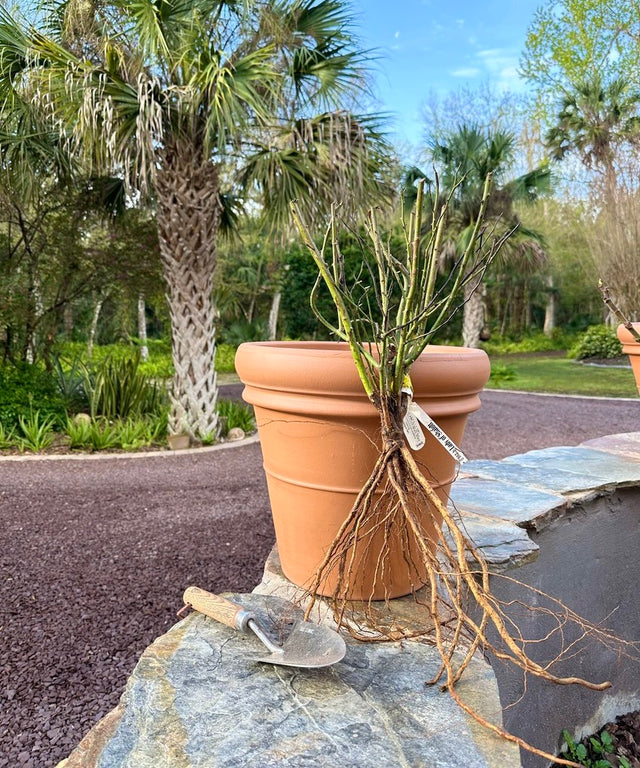 David Austin Roses - Bare root roses, Container roses, English Roses