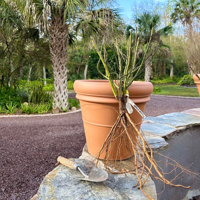 Roses Suitable for Zones 6 to 7 - David Austin Roses