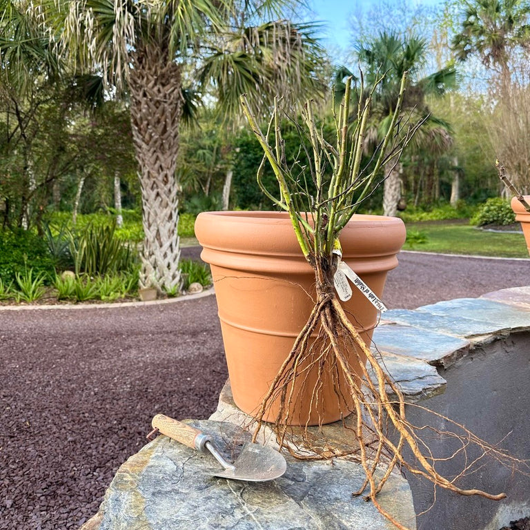 Charles Rennie Mackintosh | English Shrub Rose | David Austin Roses
