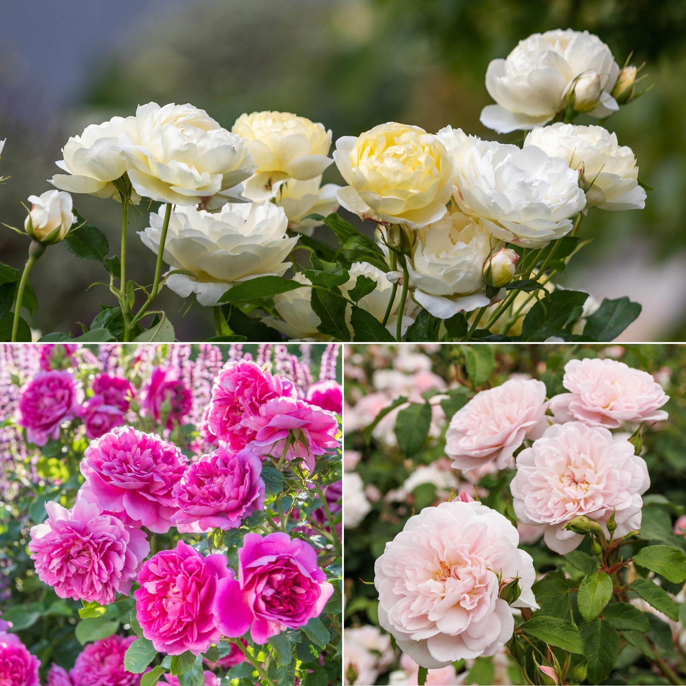 Rose Bundles