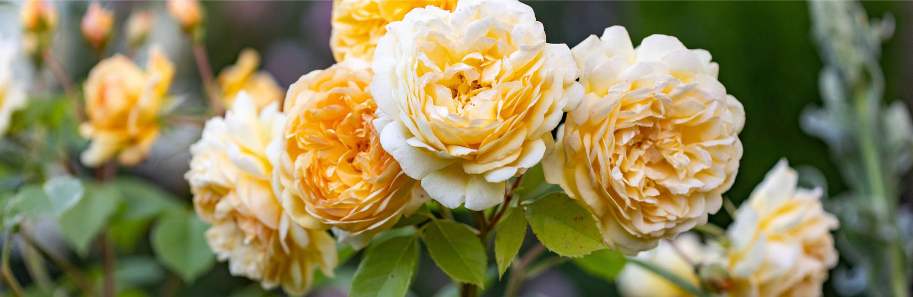 David Austin Roses - Bare root roses, Container roses, English Roses