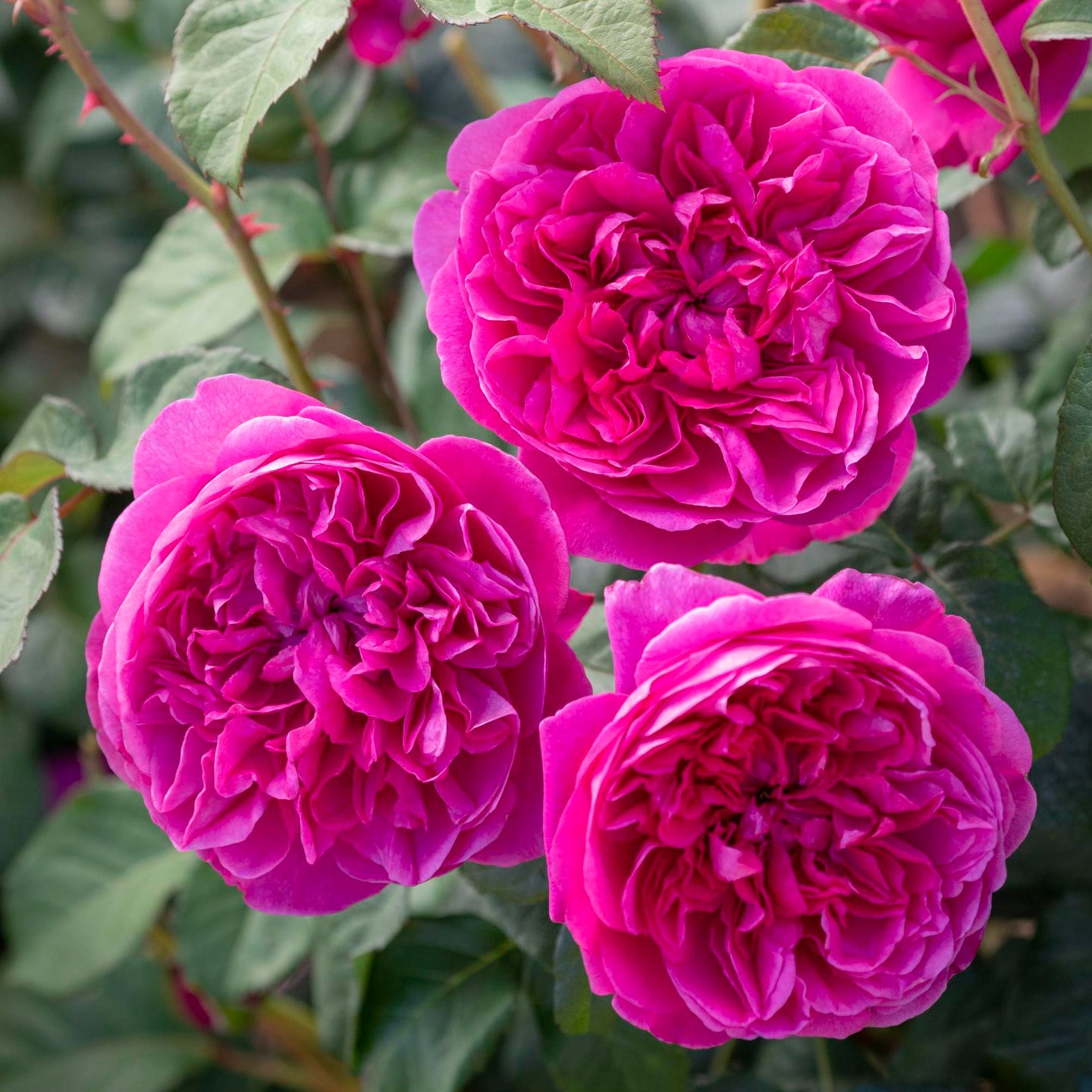 Roses Suitable for Zones 6 to 7 - David Austin Roses