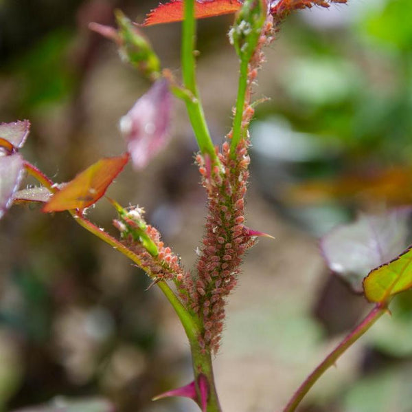 The Arrival of Aphids: Friends or Foes to Your English Roses?