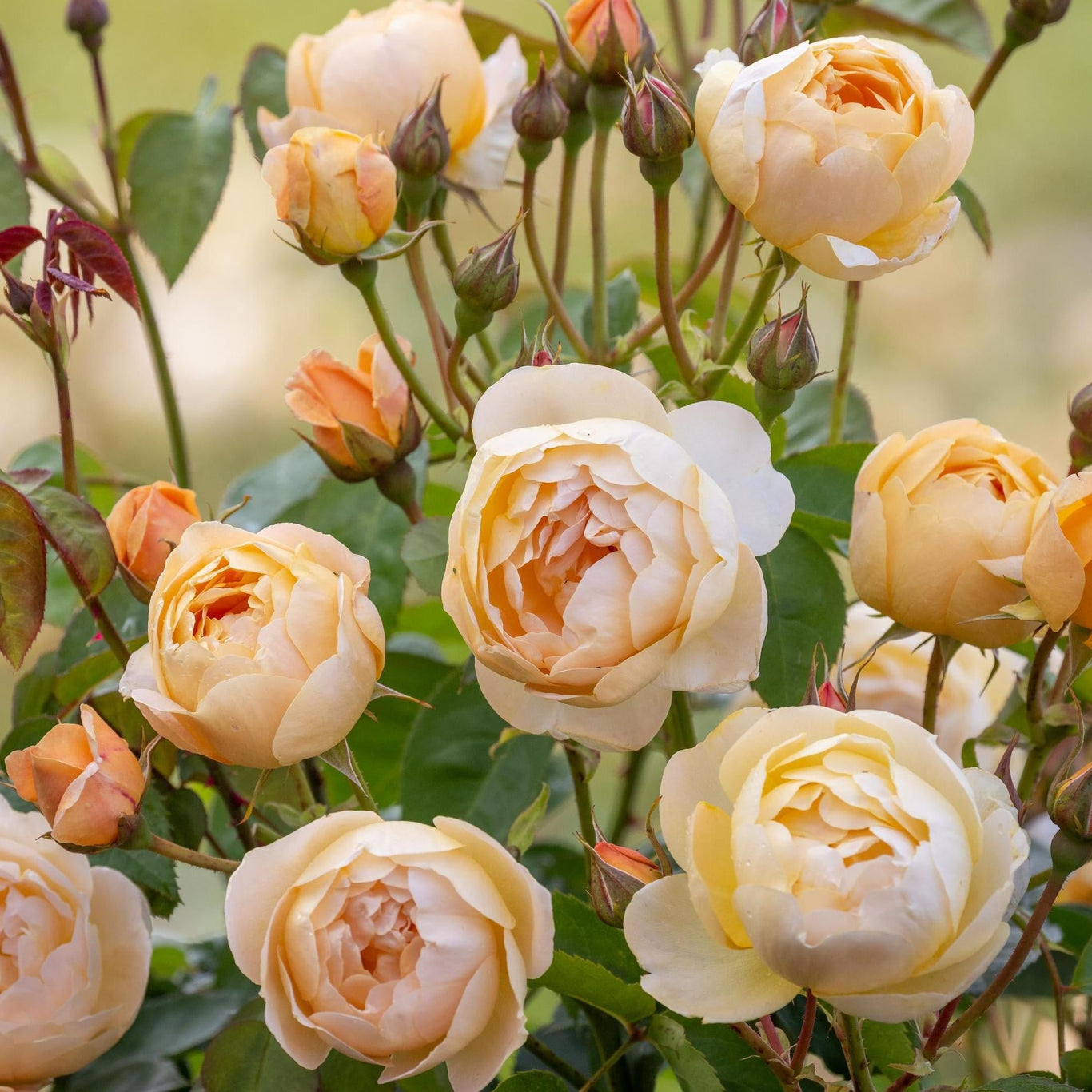 Roses for Attracting Bees - David Austin Roses