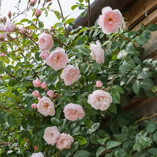 Roses Suitable for Zones 10 to 11 - David Austin Roses