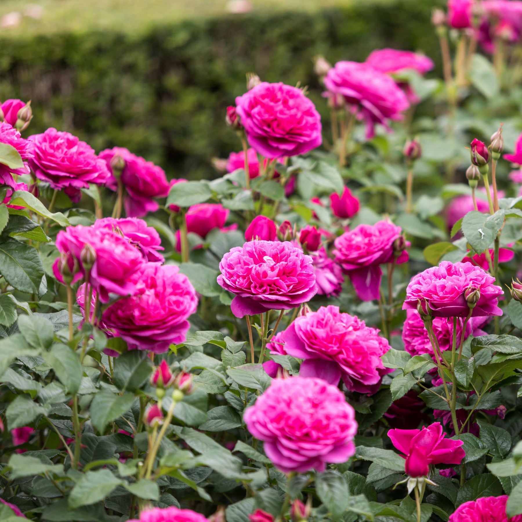 James L. Austin (Auspike) | English Shrub Rose | David Austin Roses