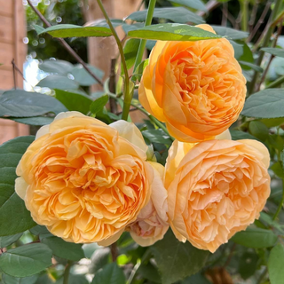 Shrub Roses - David Austin Roses