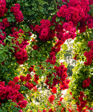 Creating Bold Red Rose Schemes