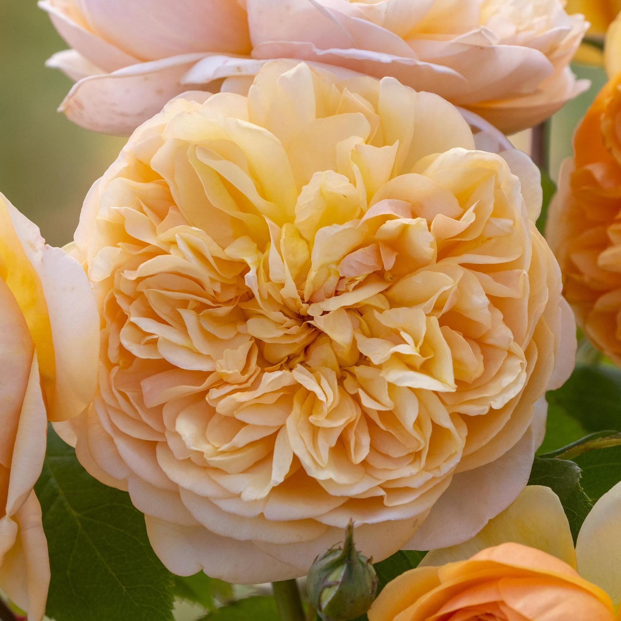 Bring Me Sunshine (Ausernie) | English Shrub Rose | David Austin Roses