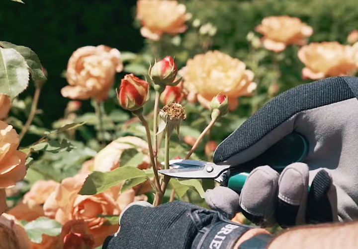 How To Deadhead Your Rose