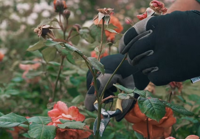 How To Deadhead Your Rose