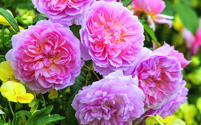 Royal roses